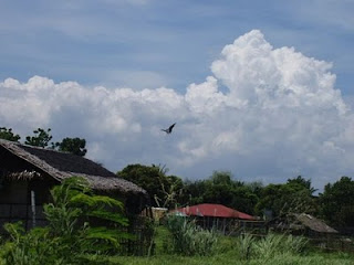 People also believe that Aswang is fear of bullet, feathers, and canes ...