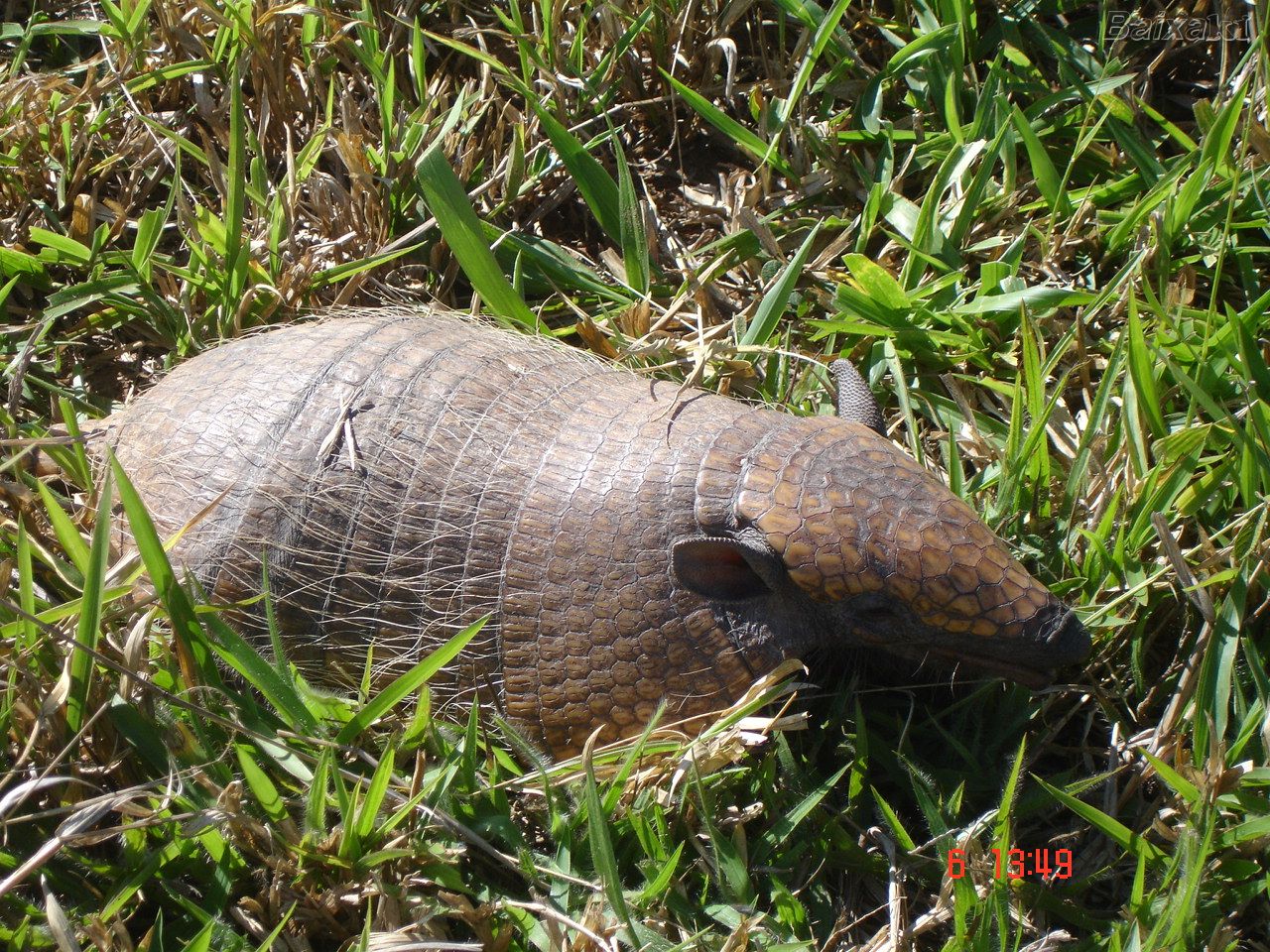 Pimentas no Reino: Tatu Peba pode entrar no BBB?