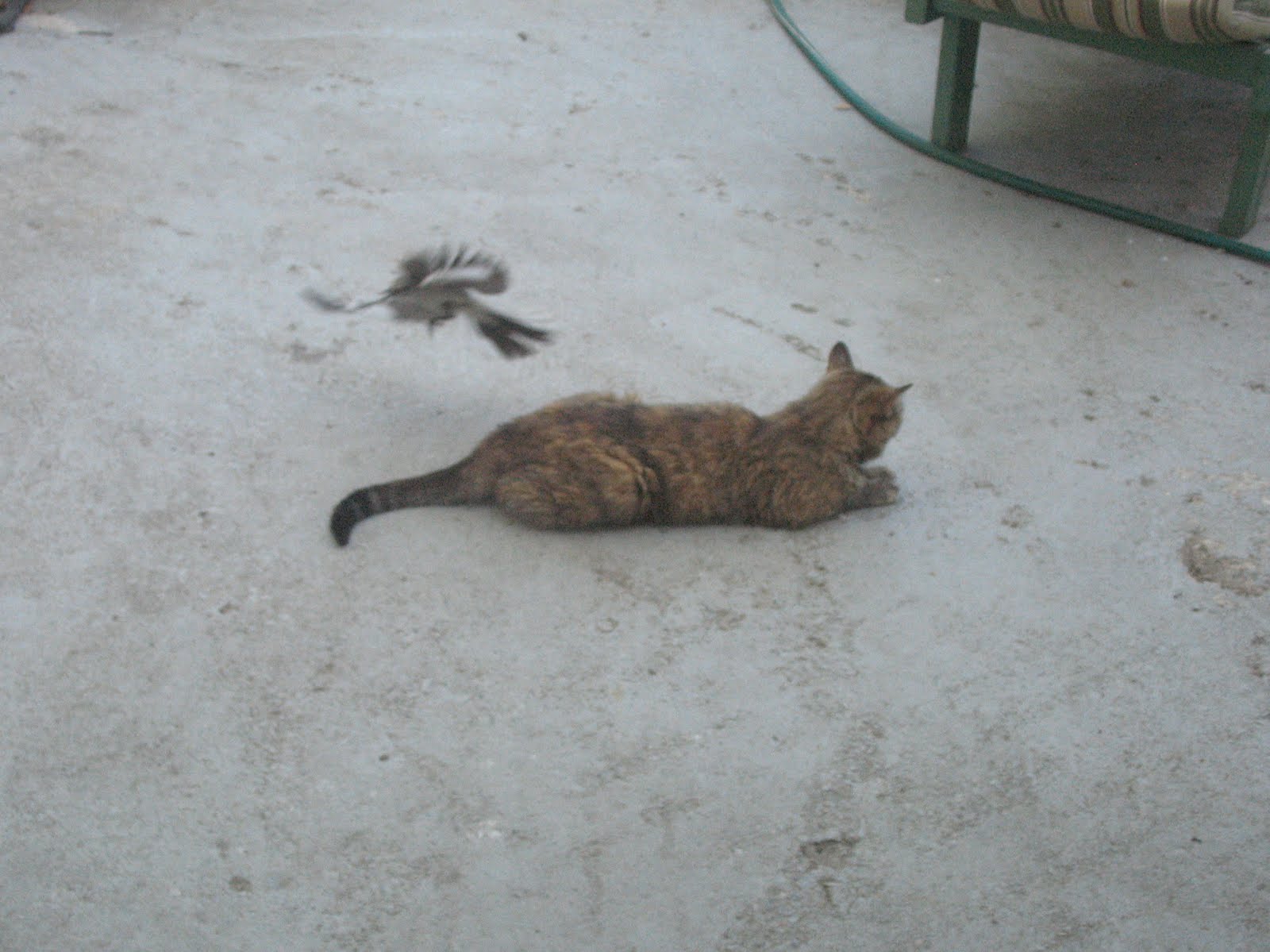 Feeding My Soul: The Attack of the Killer Mockingbird