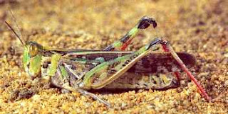 OZ TUCKER: Locusts, sprays and bees: impacts on our food chain
