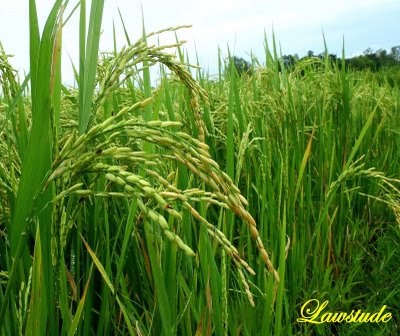 Alamat ng Palay | Pinoy Alamat