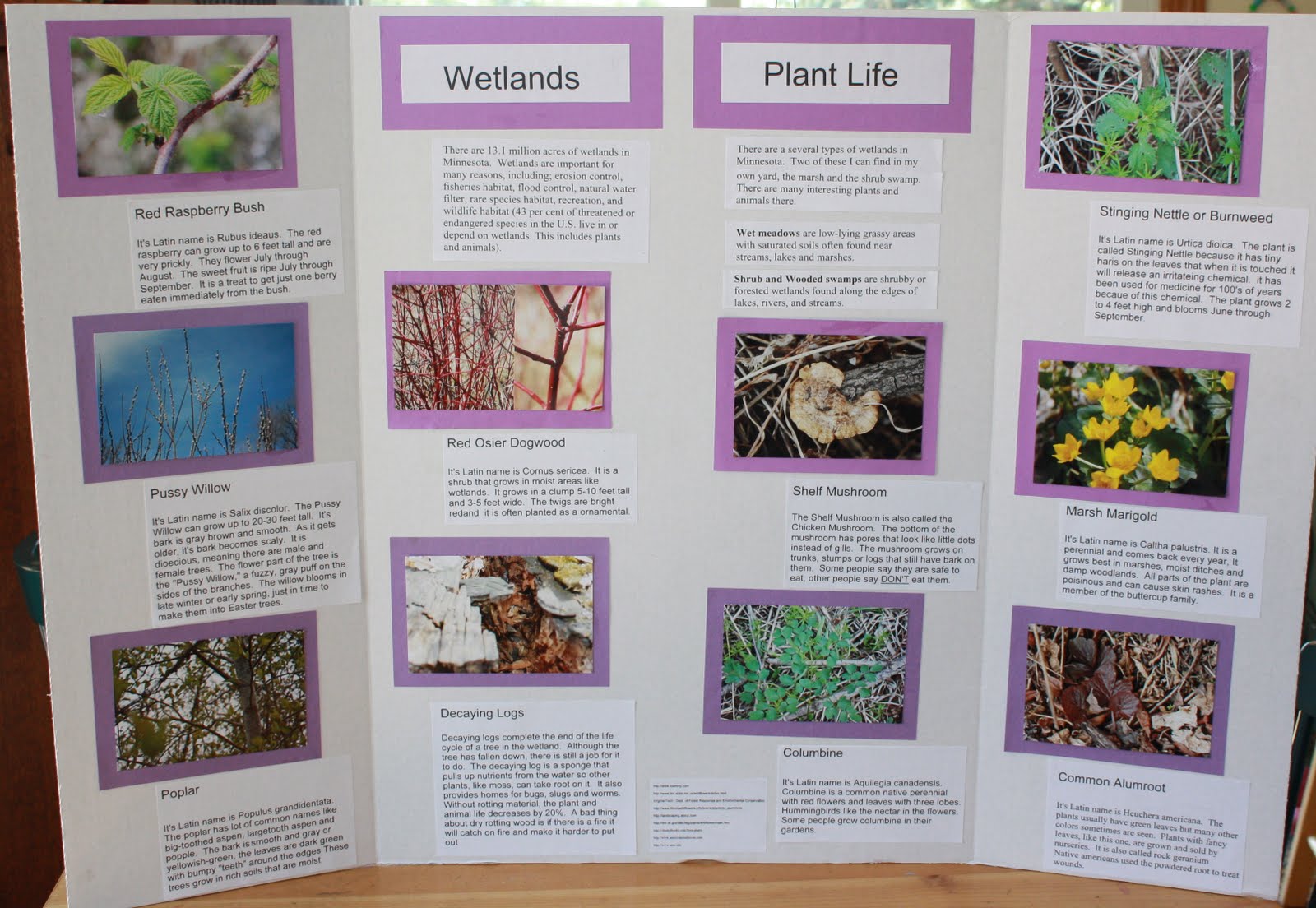 Once Upon a Family: Water Wetland project