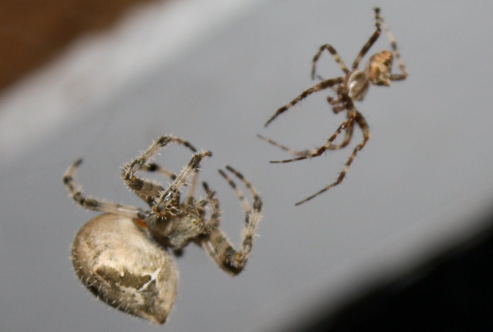 Once Upon a Family: Dueling Spiders