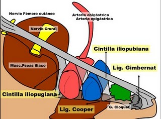 Apuntes de medicina humana: Anillo inguinal.