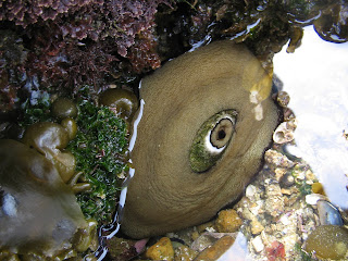 orange county nature: Giant Keyhole Limpet