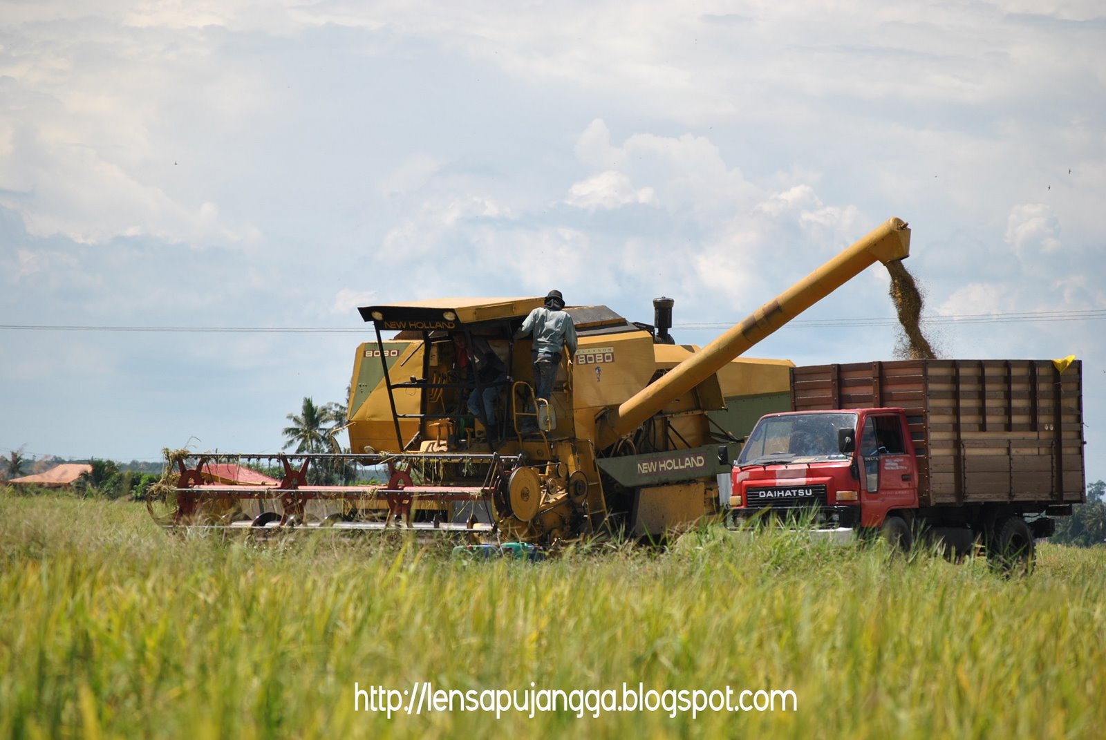 Suasana di sawah padi (bendang)
