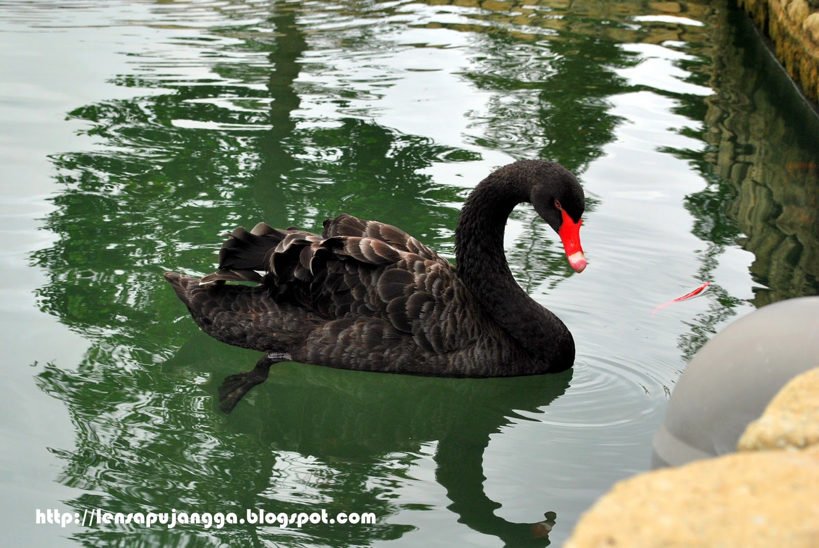 Gambar haiwan di Taman Arnab dan Colmar