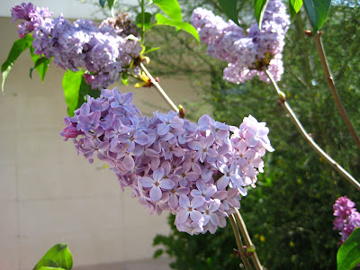 conta-mina: lilases com filetes de polvo