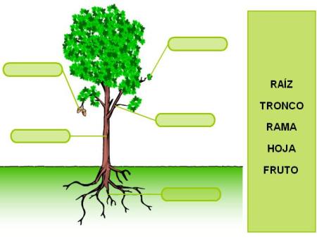 Esquema de una planta con todas sus partes - Imagui