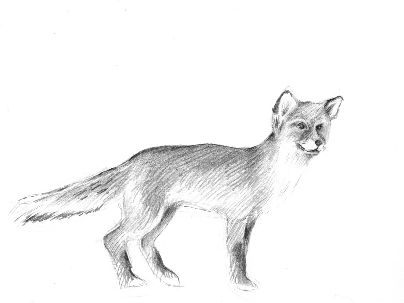 Beckasinen: dagens räv.