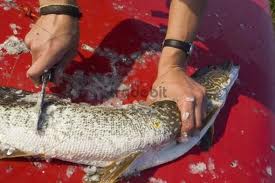 Fresh Water Fishing In Canada: Fillet Northern PIke: Simple Tips