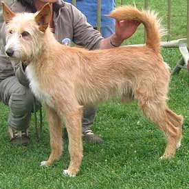 Scruffy Dogs: Mystery Solved: Podengo