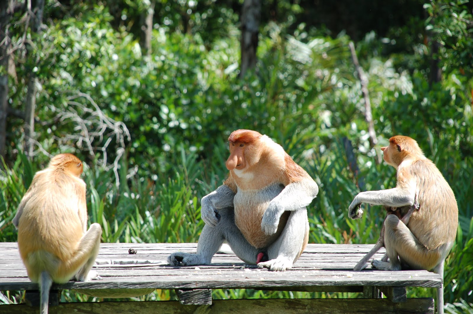 निल्स और खोज की एक यात्रा पर ऐनी M