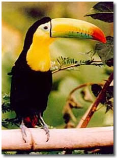 -Ecologia Verde 2009(:: EL TUCAN