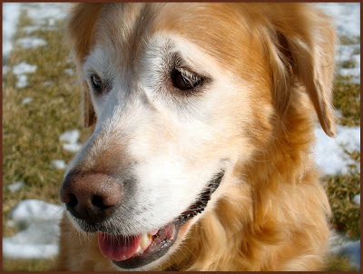 A Senior Dog - I'm Only 8 - Golden Woofs