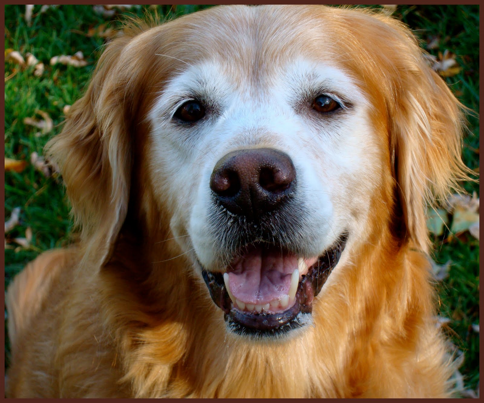 Thanksgiving and Gratitude - Golden Woofs