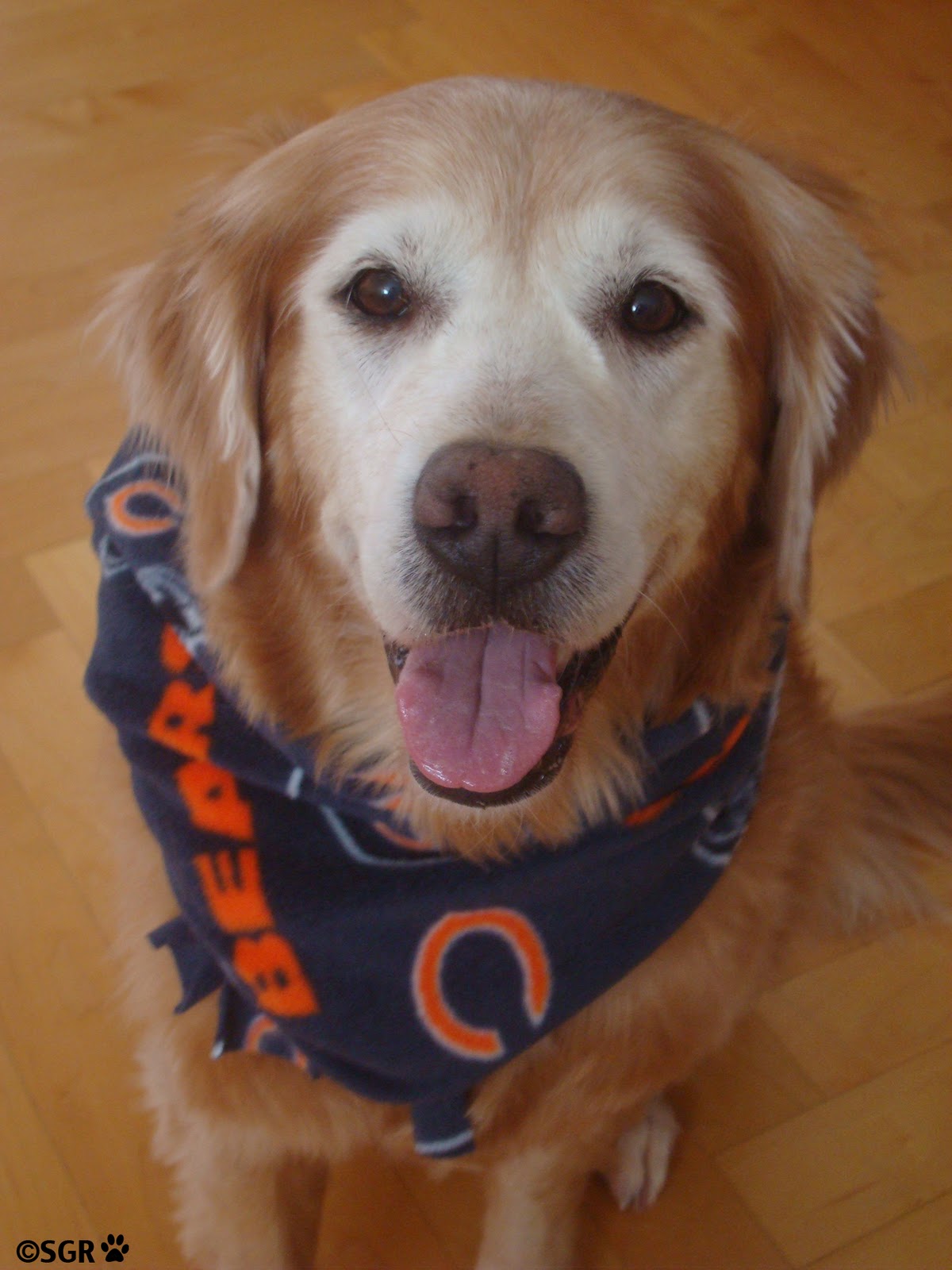 Bears Golden Woofs Winners n F.Y.E. - Golden Woofs