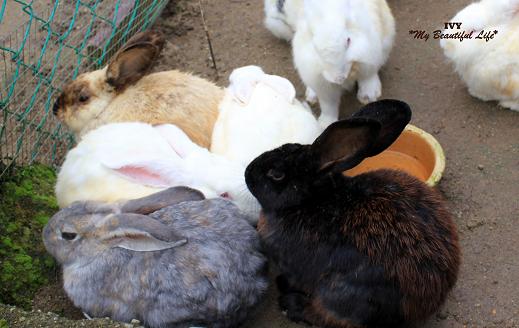 My Beautiful Life: Bukit Tinggi - Rabbit Farm