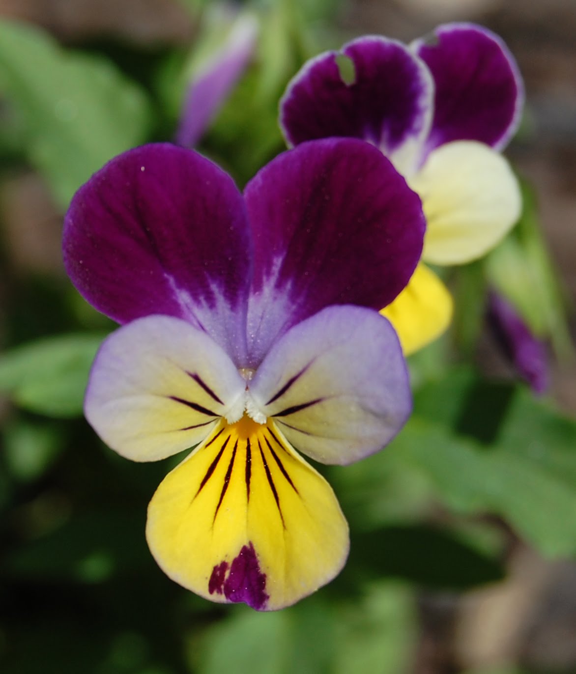 Mountain Photo Gallery: Springtime in Western North Carolina