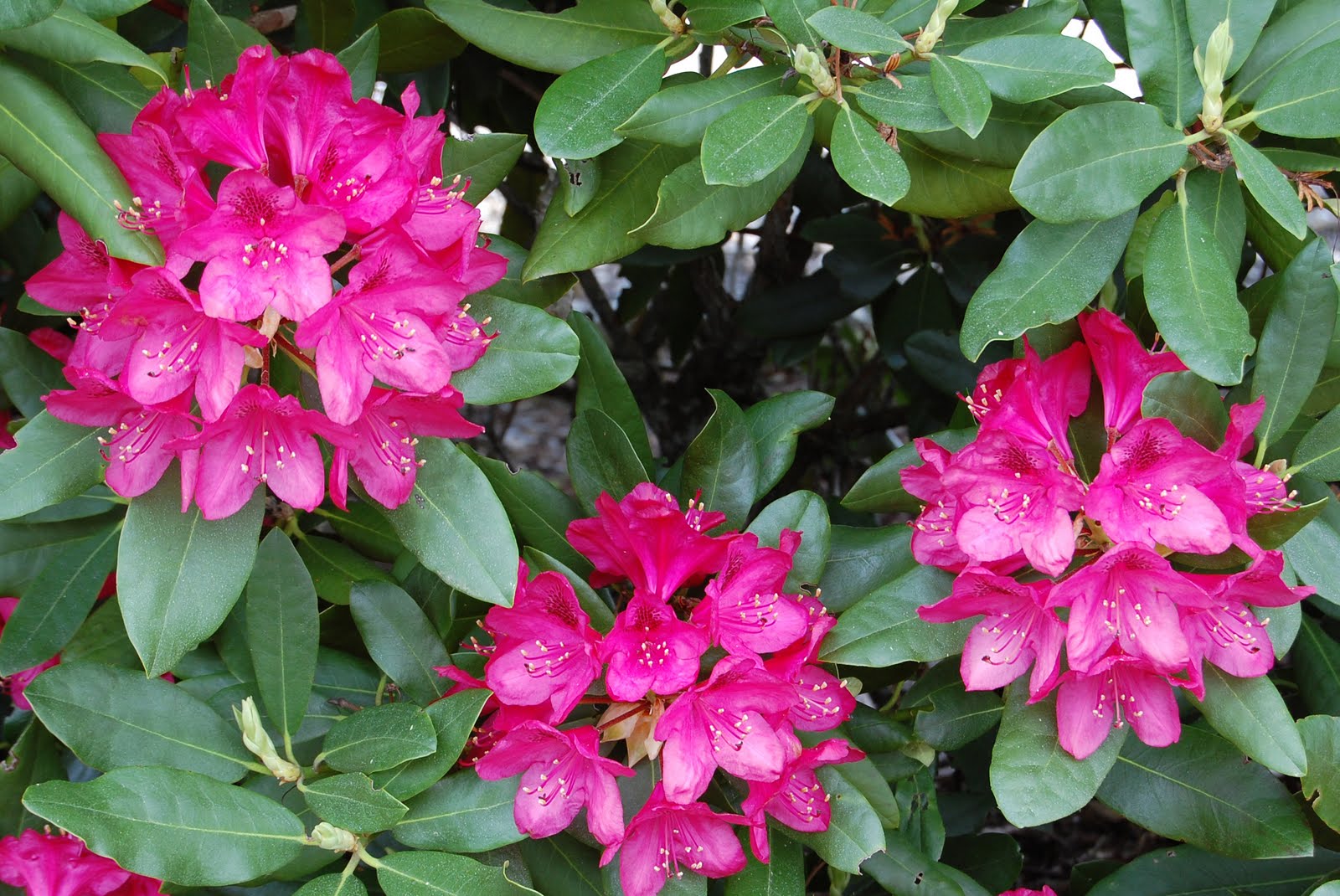 Mountain Photo Gallery: Springtime in Western North Carolina