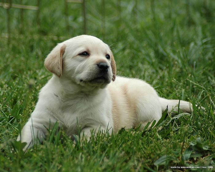 Green Life: Pet Dog Labrador Retriever