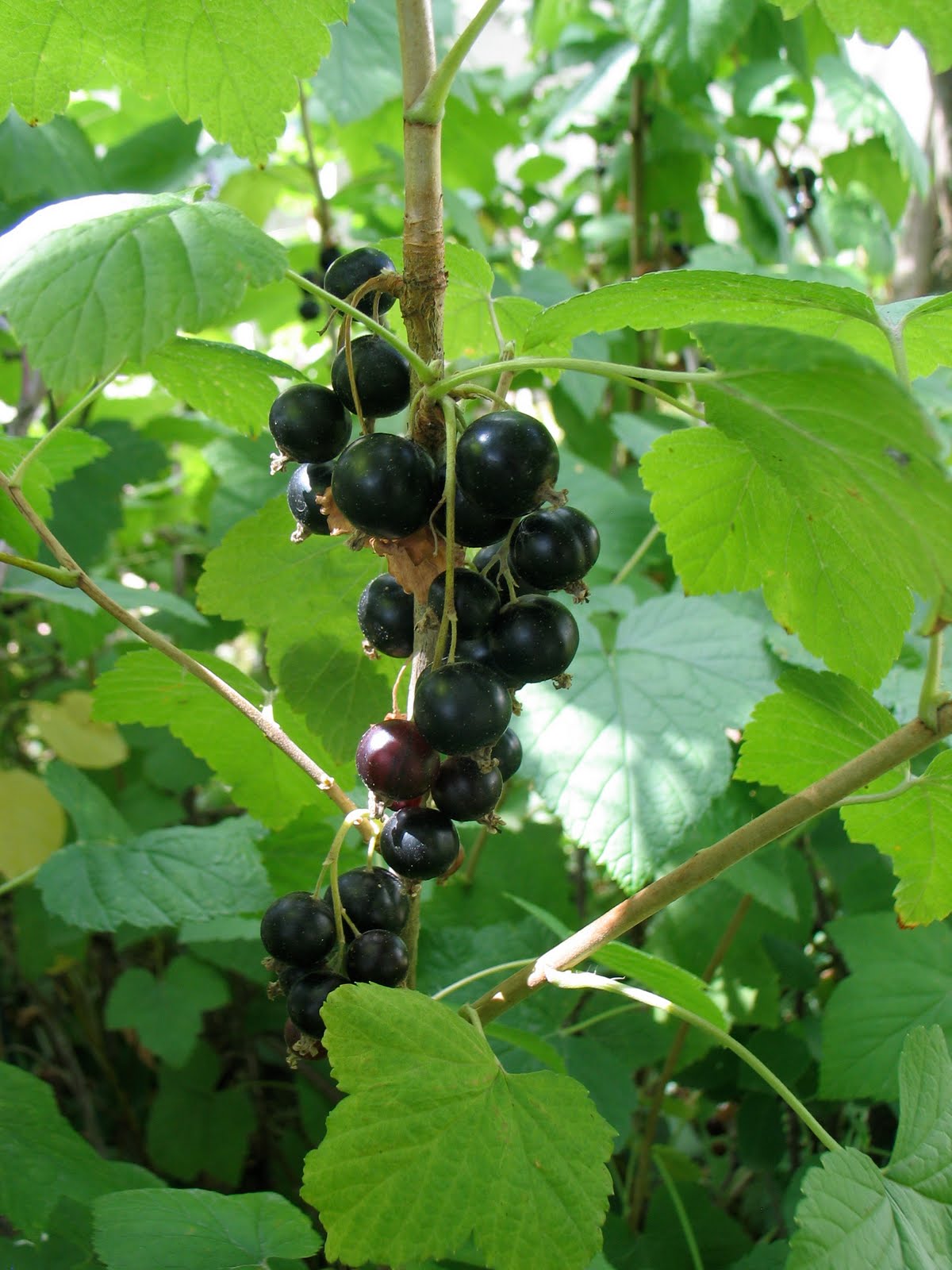 Tontti 559 m²: Jo heruu!