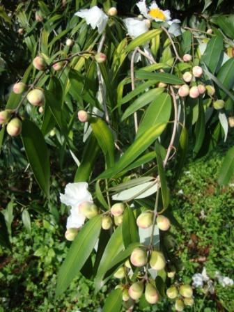 Dream into Reality: The Na tree in bloom in front of my home