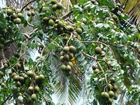 P E R C E P T I O N S: Amberella plucking – a great way to shake a tree ...