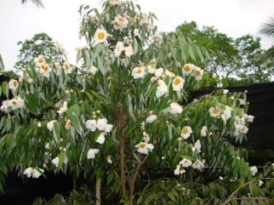 Dream into Reality: The Na tree in bloom in front of my home