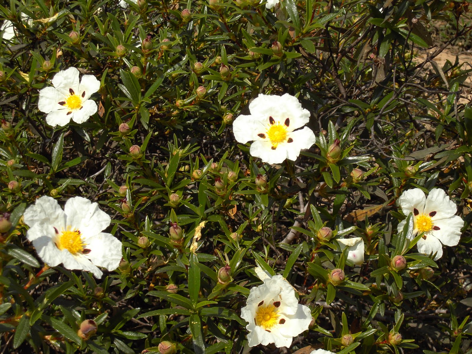 As Estações do Ano: Estevas em flor no início da Primavera?!