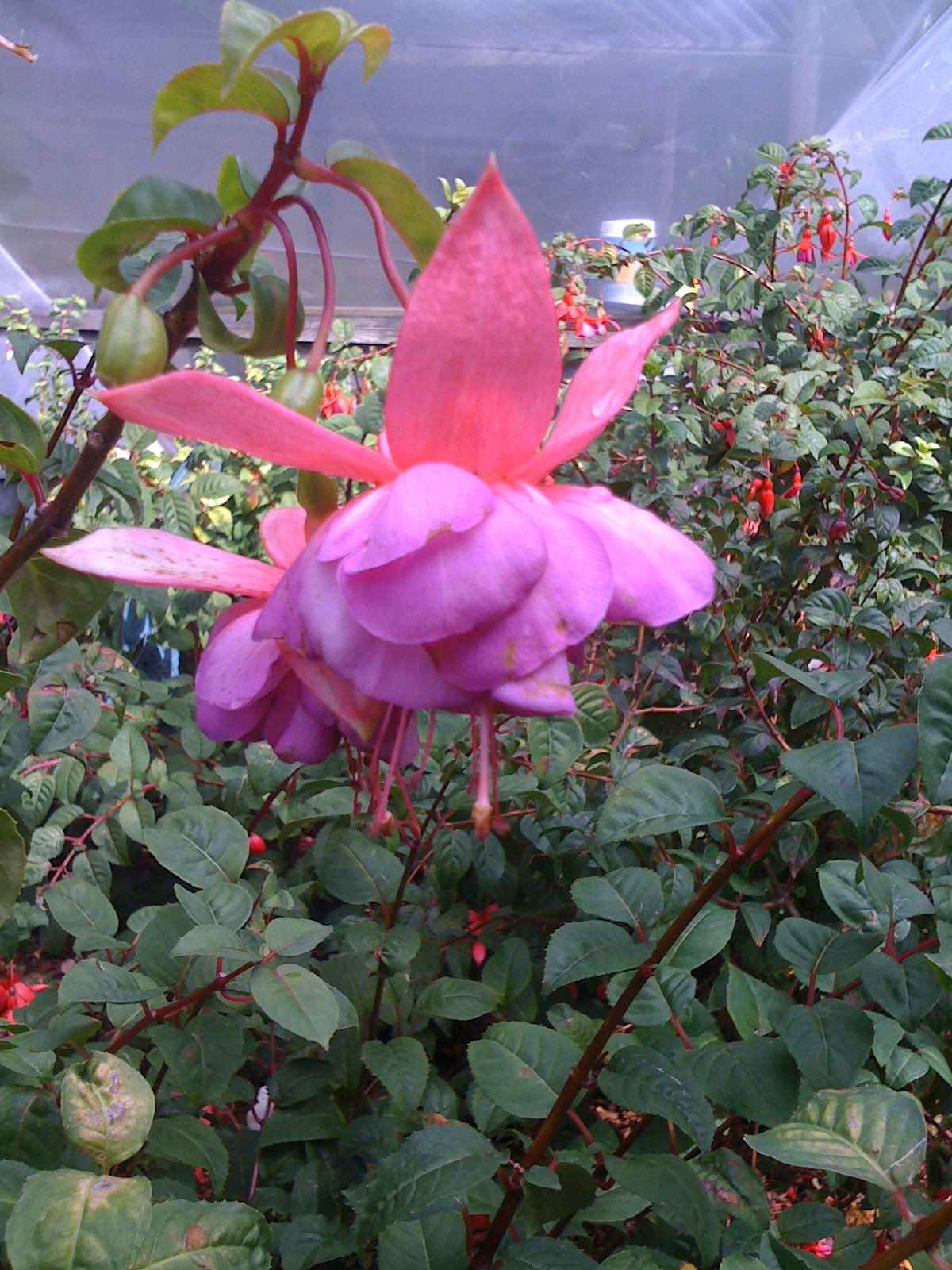 Polystyrene Garden Junkie: Open Garden Scheme: Two Tasmanian Gardens