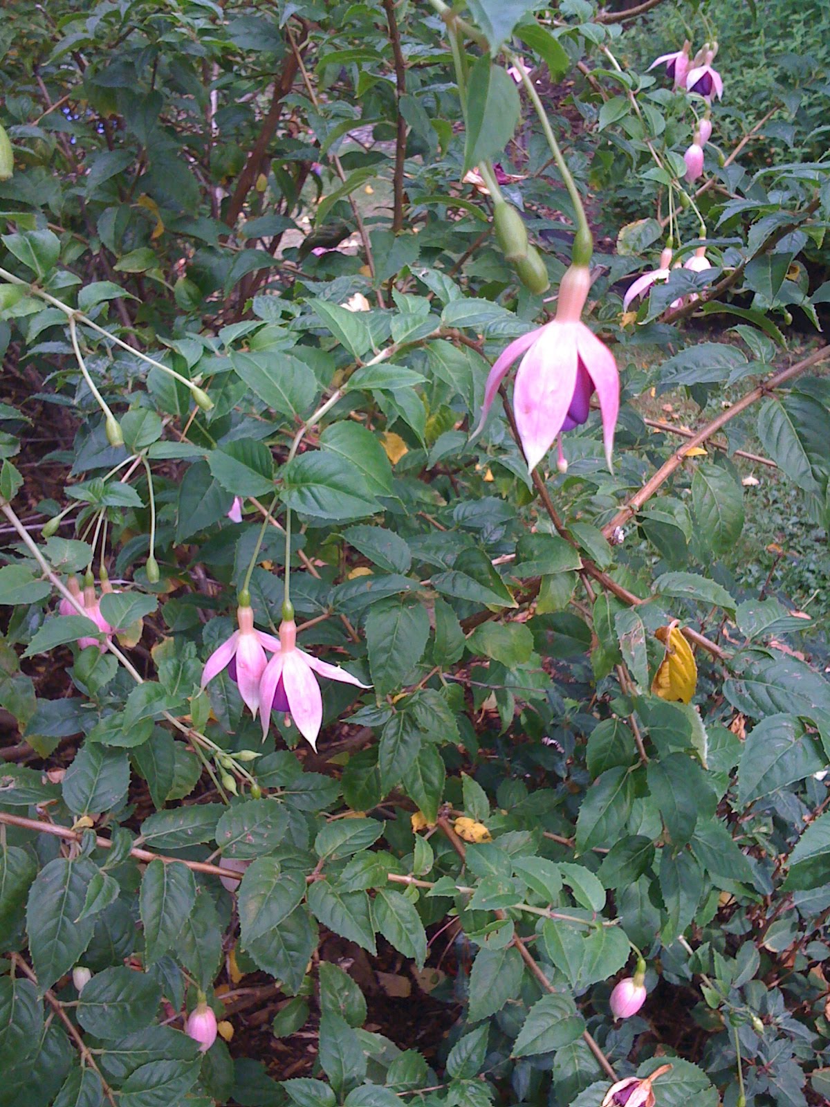 Polystyrene Garden Junkie: Open Garden Scheme: Two Tasmanian Gardens