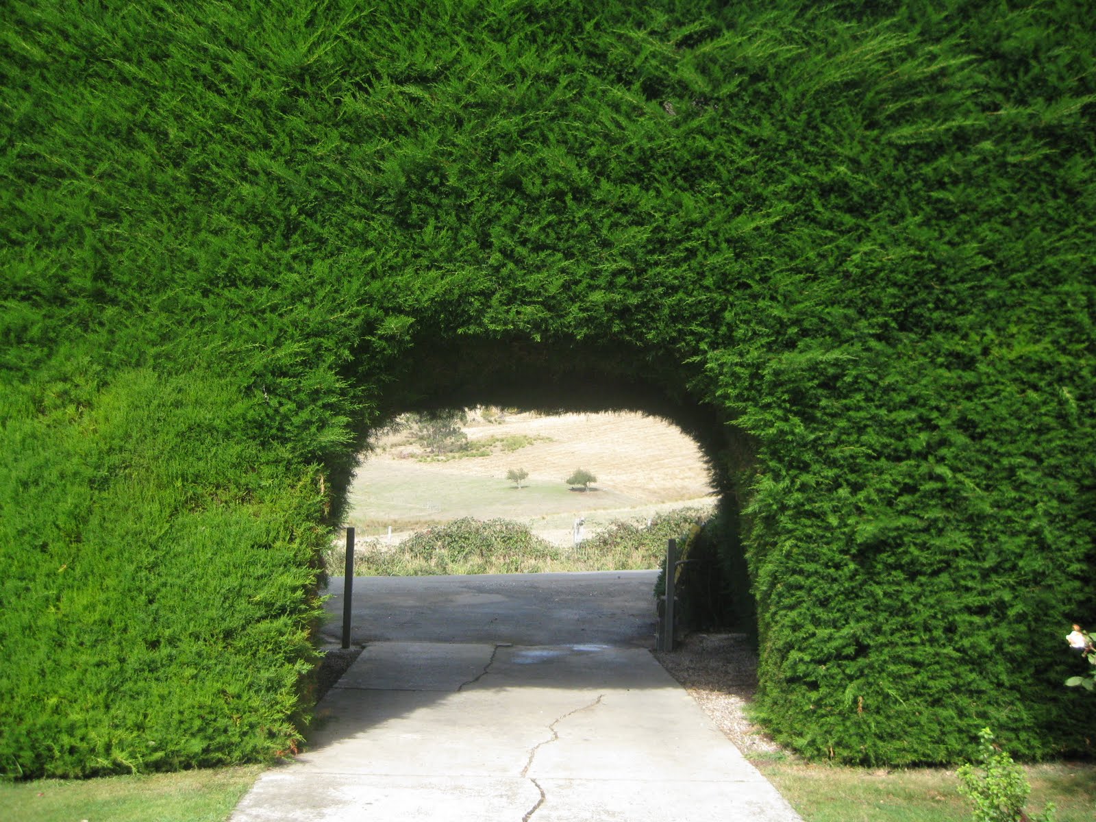 Polystyrene Garden Junkie: Open Garden Scheme: Two Tasmanian Gardens