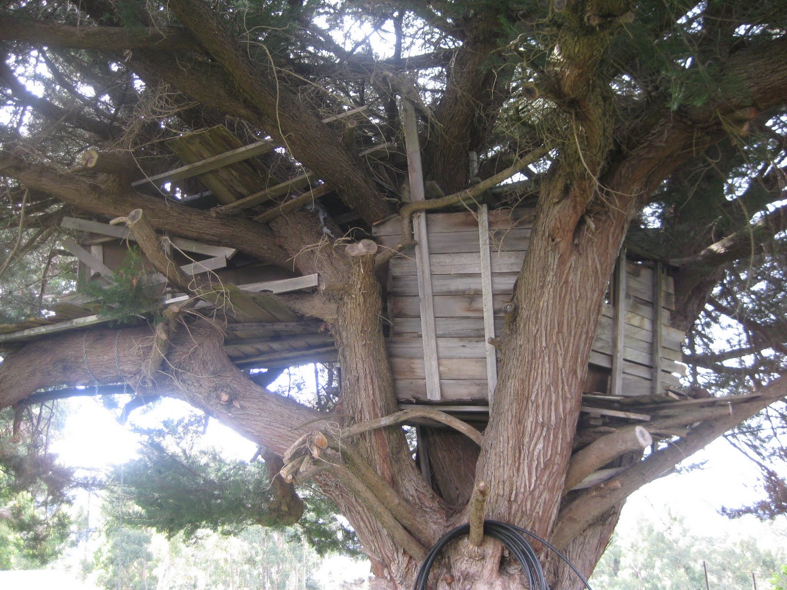 Polystyrene Garden Junkie: Open Garden Scheme: Two Tasmanian Gardens