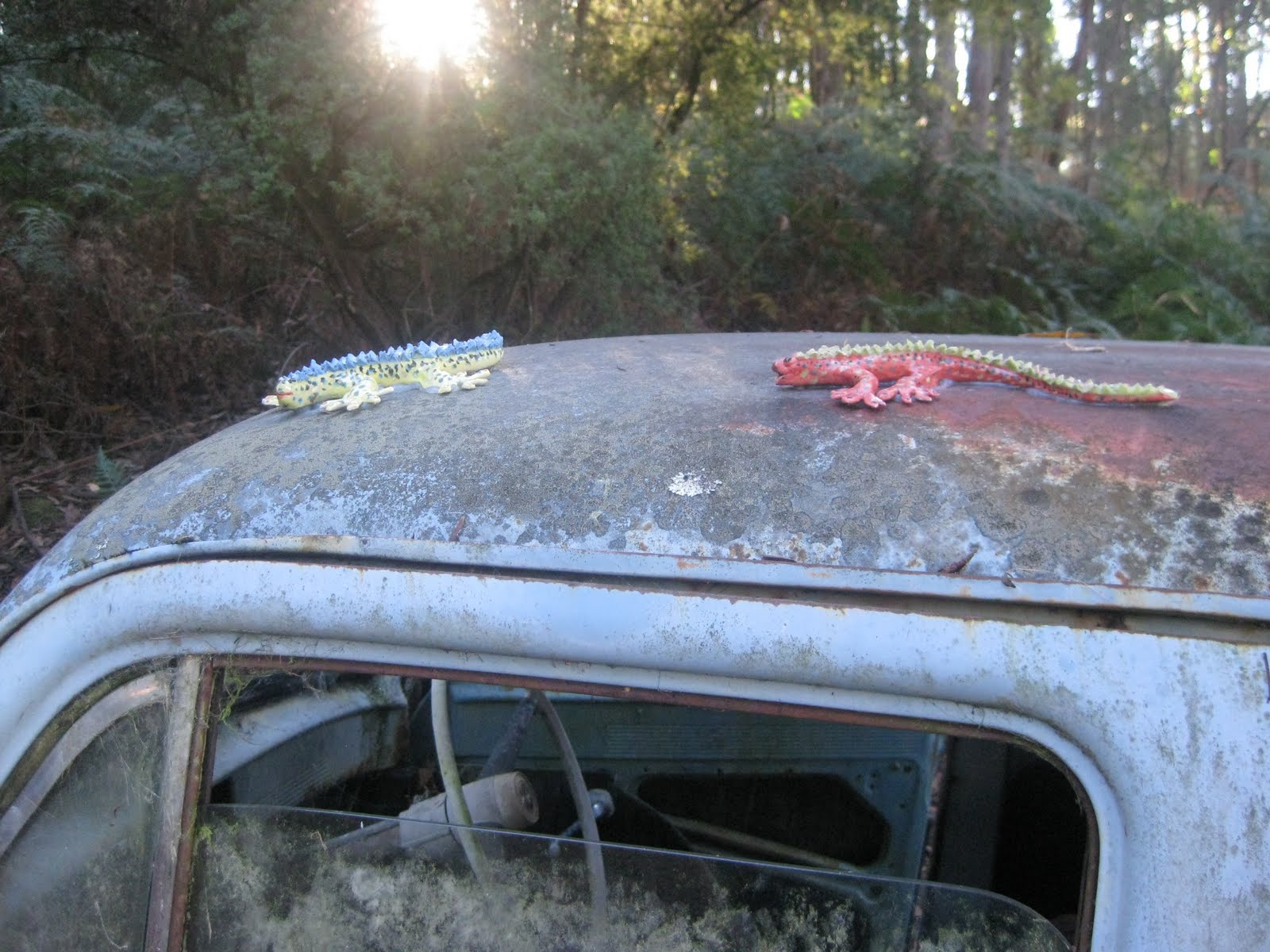 Polystyrene Garden Junkie: Open Garden Scheme: Two Tasmanian Gardens