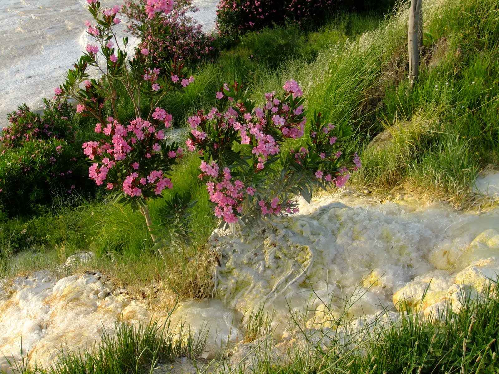 Polystyrene Garden Junkie: 2010