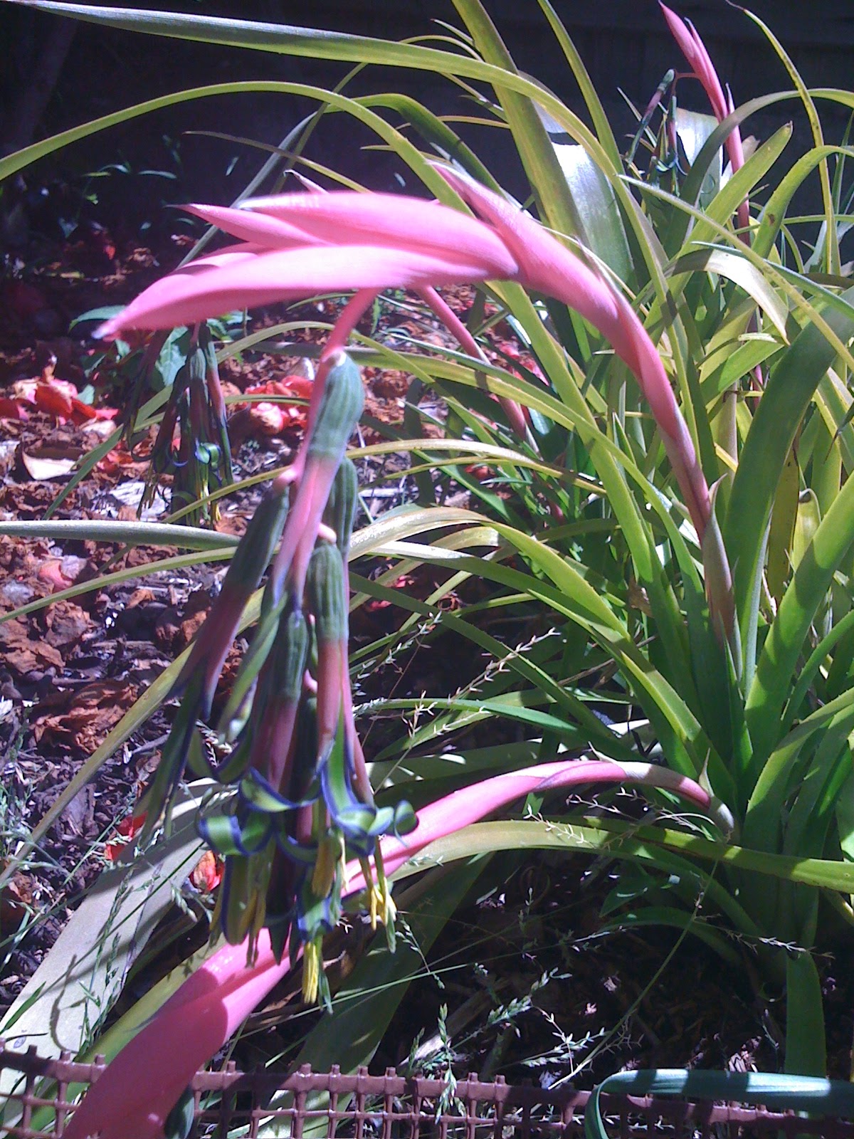 Polystyrene Garden Junkie: 2010
