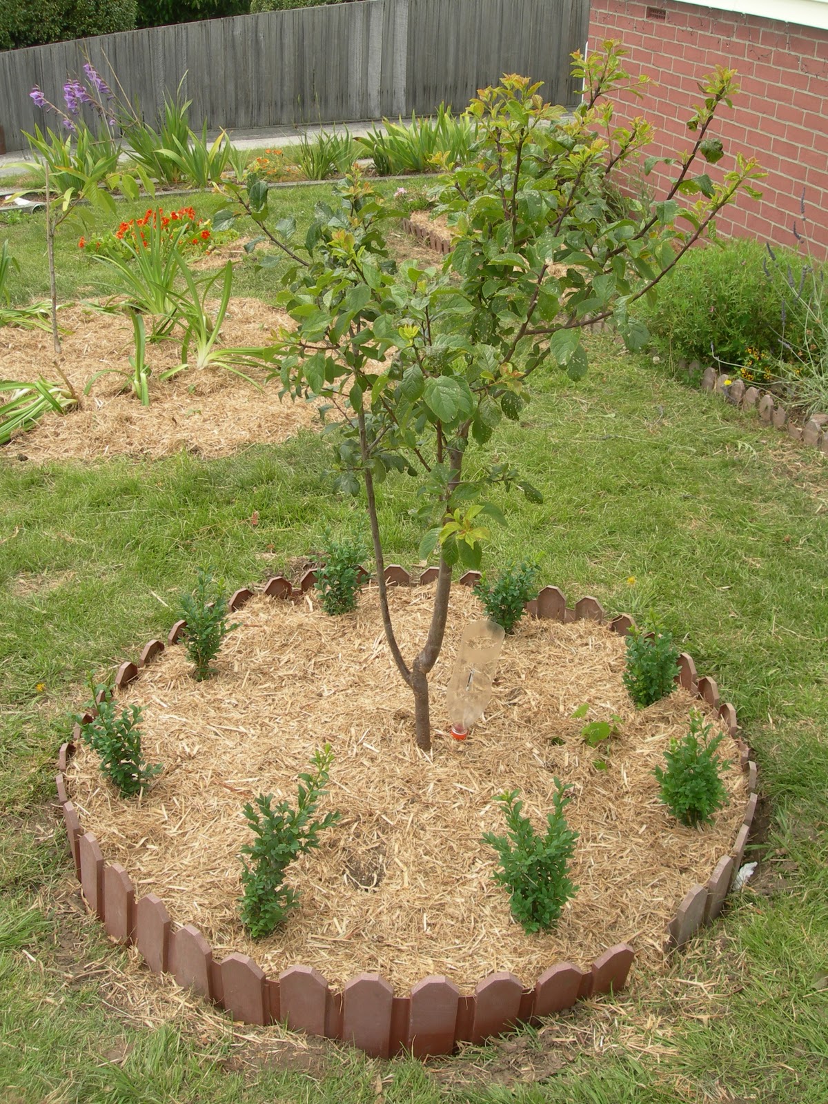 Polystyrene Garden Junkie: A Christmas garden overhaul: bulbs, beds and box