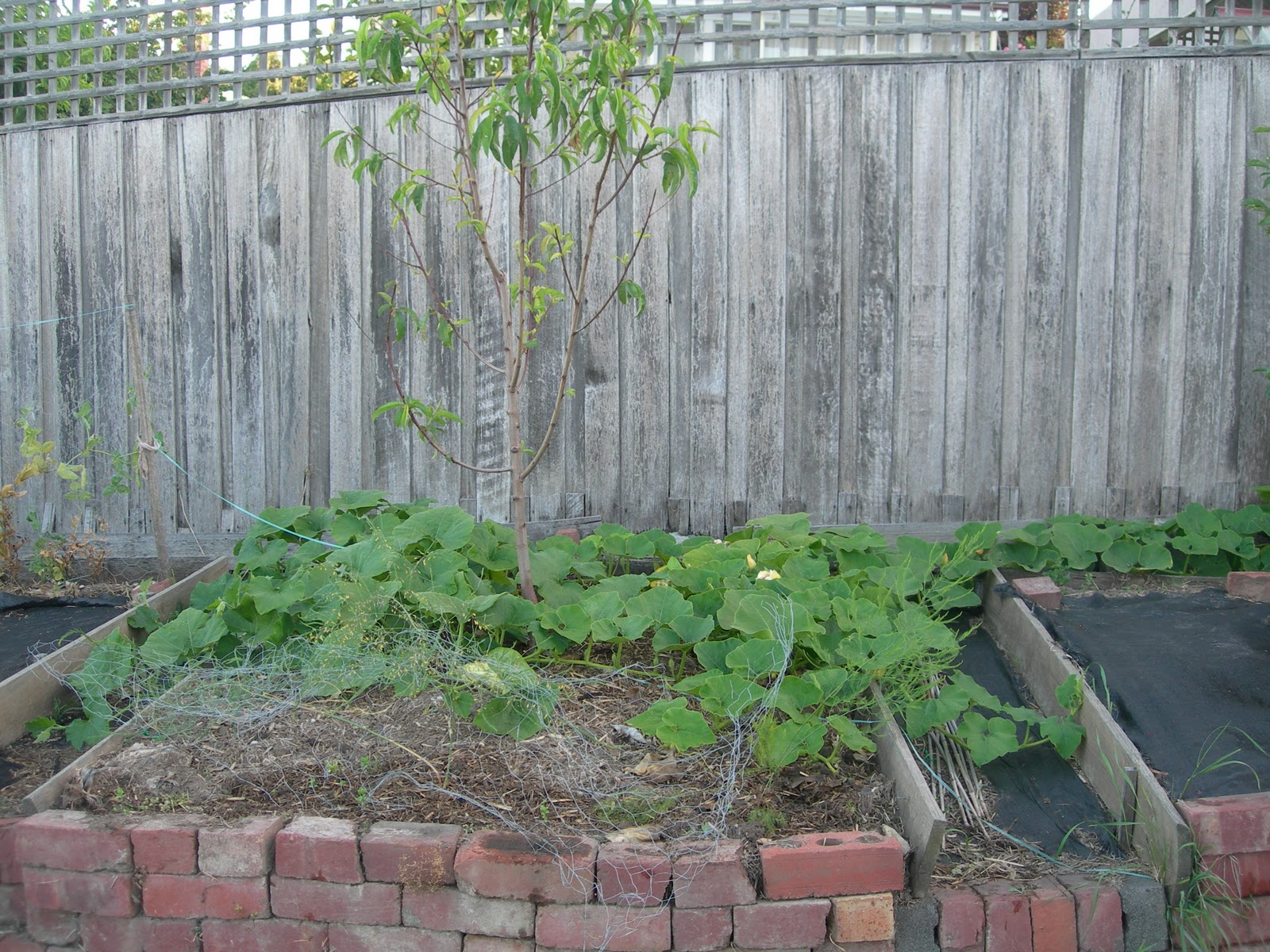 Polystyrene Garden Junkie: Flowering vegetables: the curiosity continues