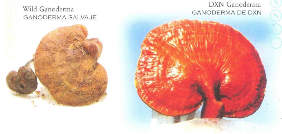 DXN ES PERU: Ganoderma de DXN