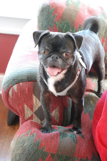 Miss Pug's Pawfect Wedding: Meet Miss Pug's Pugs!