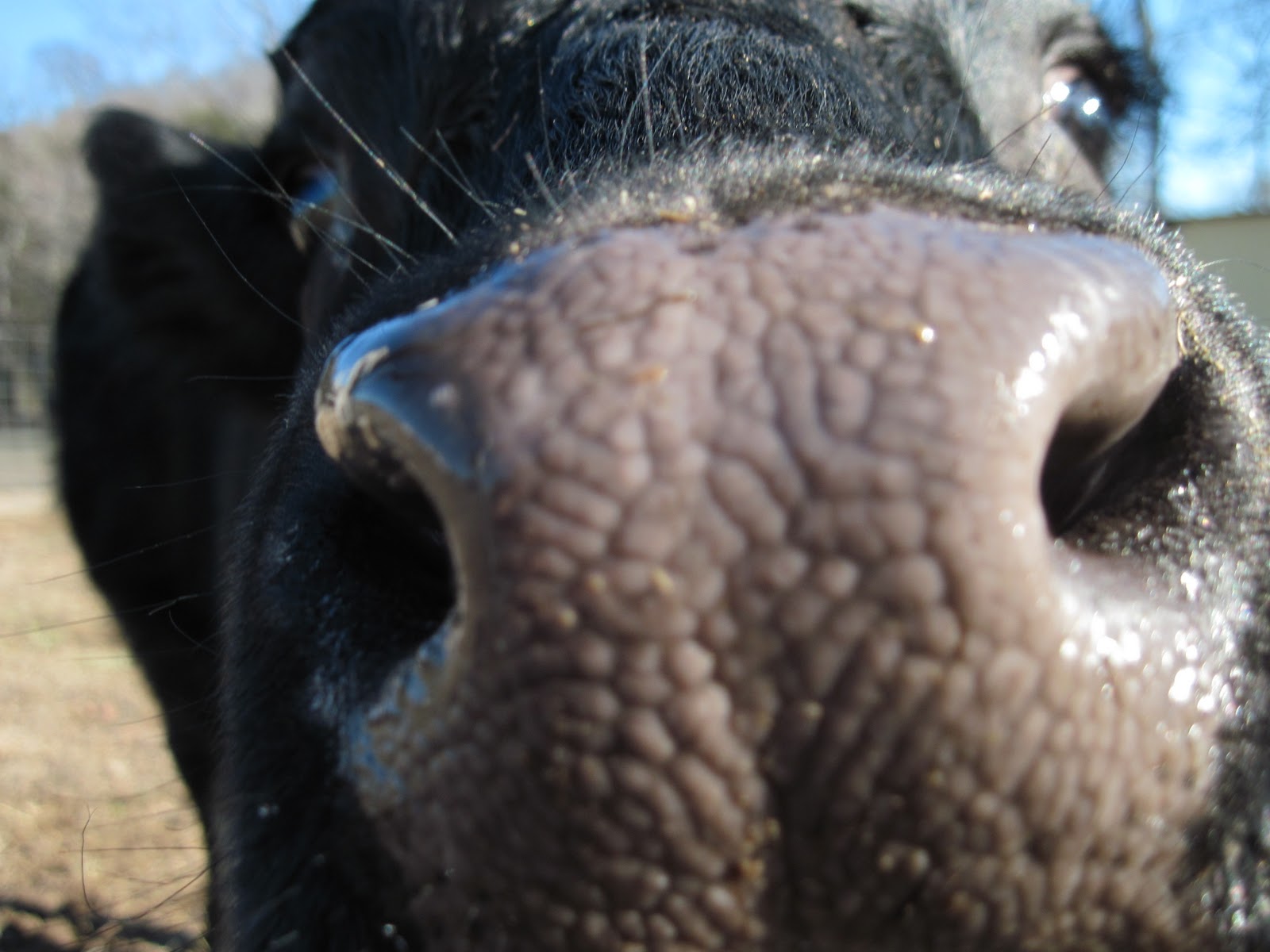 Nature Study: Our Cow, Moo