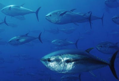 Naturaleza Cantábrica: Extinciones en tiempo de crisis: el caso del ...