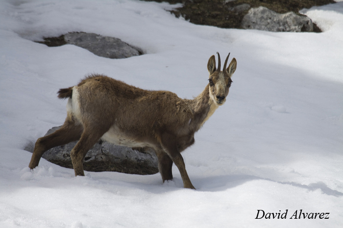Naturaleza Cantábrica: Los rebecos del Requexón