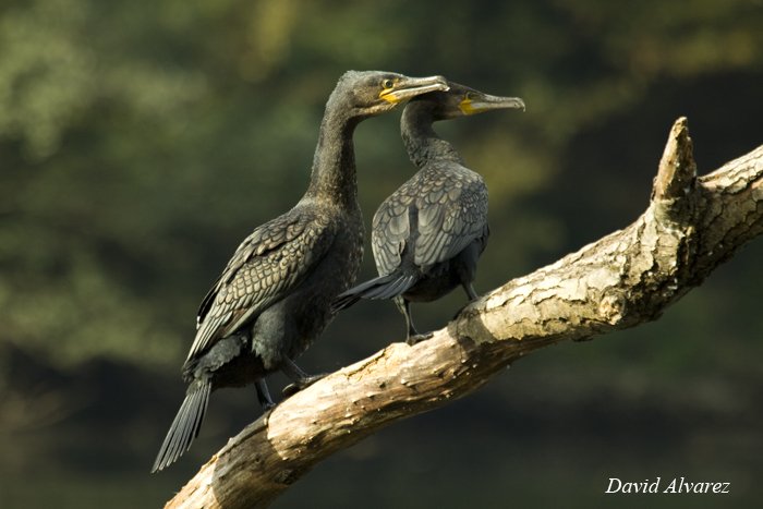 Naturaleza Cantábrica: El árbol de los cormoranes