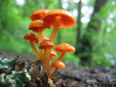Somewhere Over the Rainbow: Amazing Rainbow Mushroom