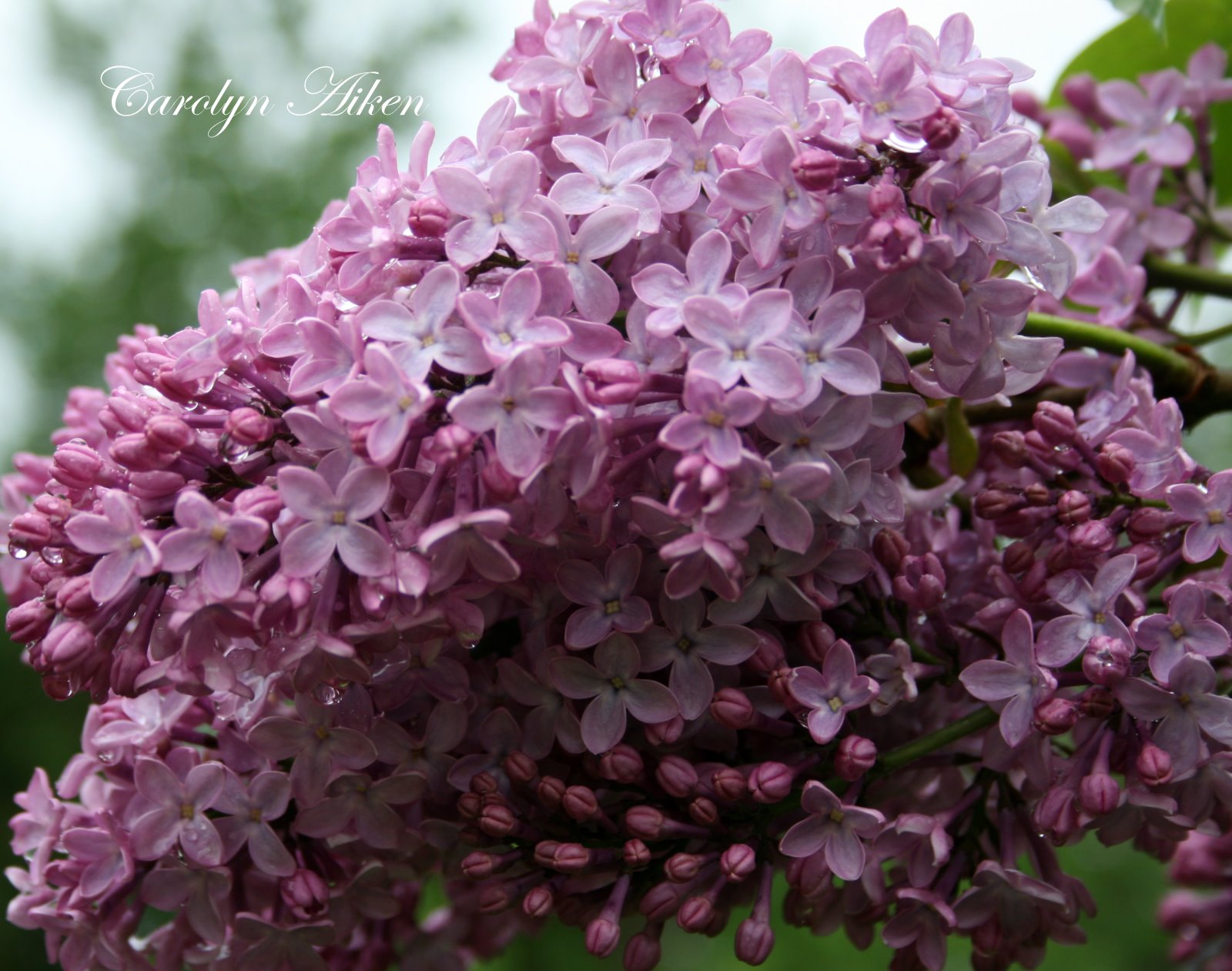 Aiken House & Gardens: Lilac Time Again!