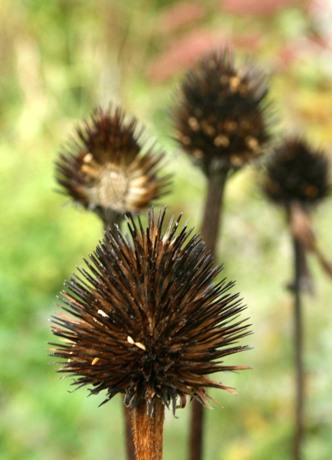 Aiken House & Gardens: October 2010