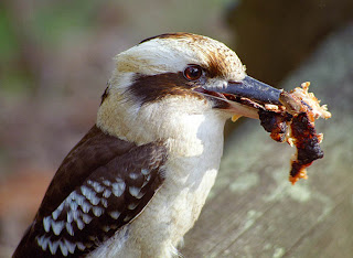 KOOKY AUSTALIAN KOOKABURRA