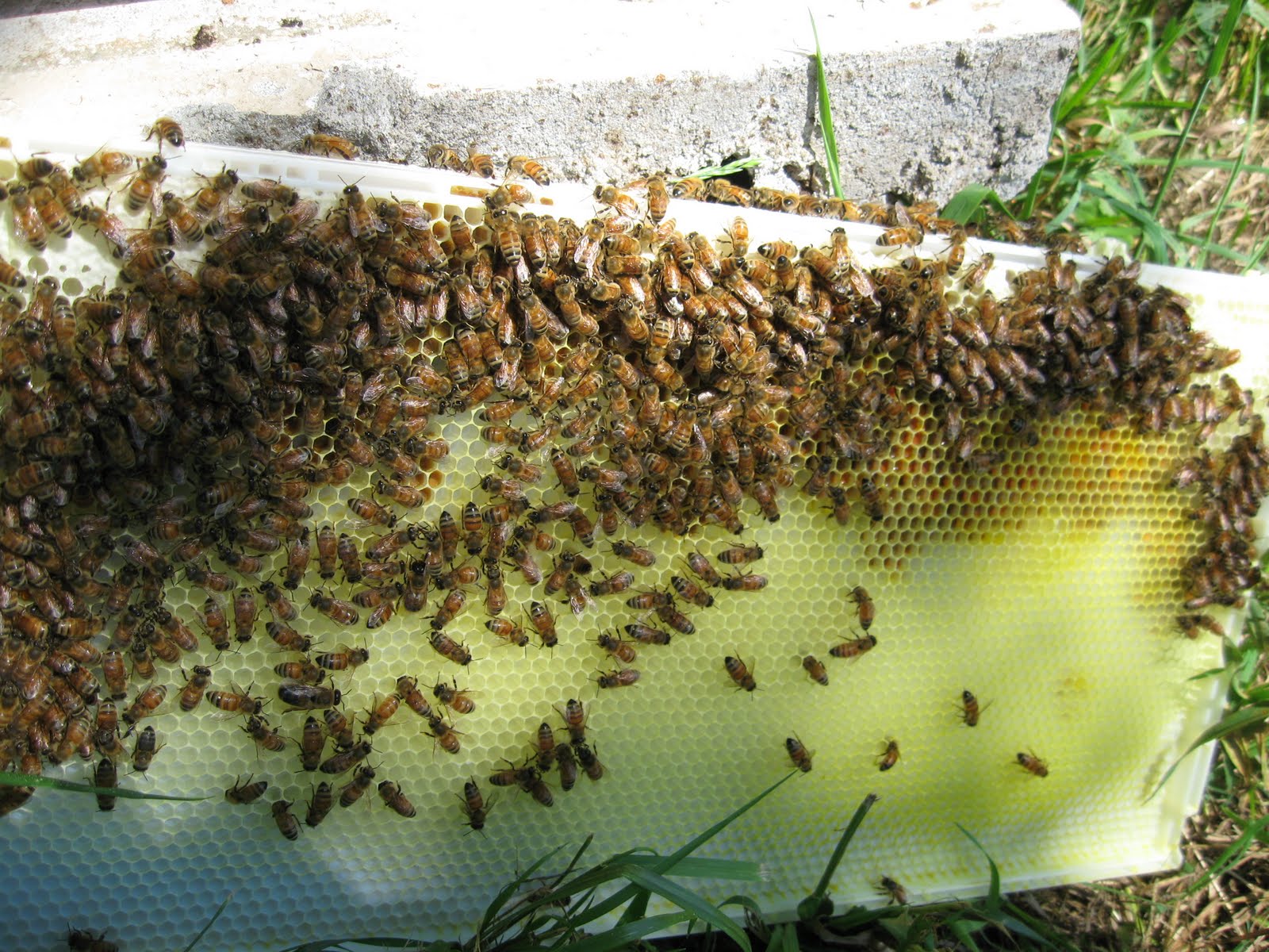 Garden at Cathis: Large bee hive